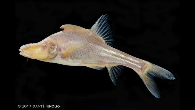Rare, 'otherworldly' cave fish found with the help of SA Zoo ...