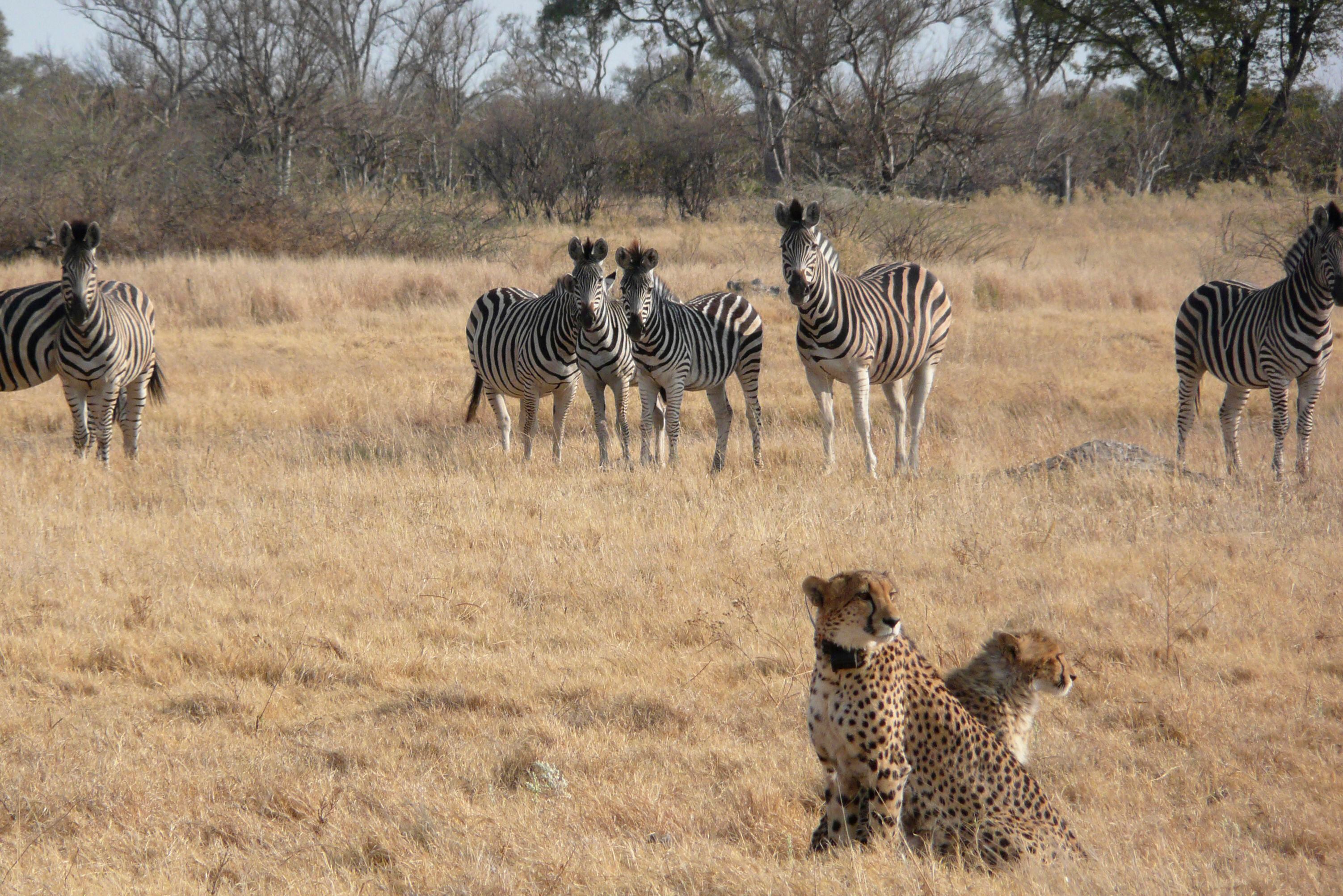 Cheetah Chasing Zebra