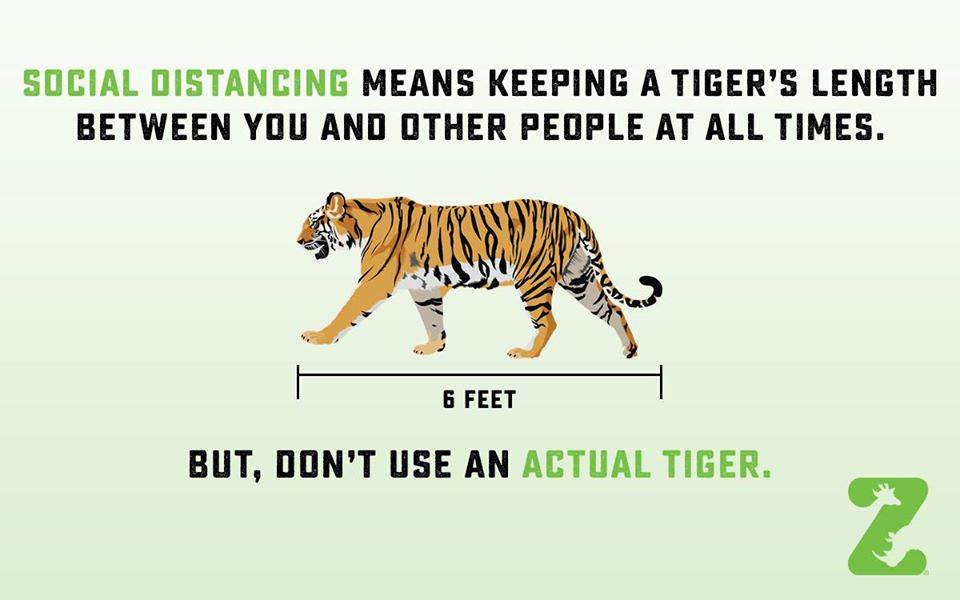 San Antonio Zoo reminds public to maintain distance of one tiger ...