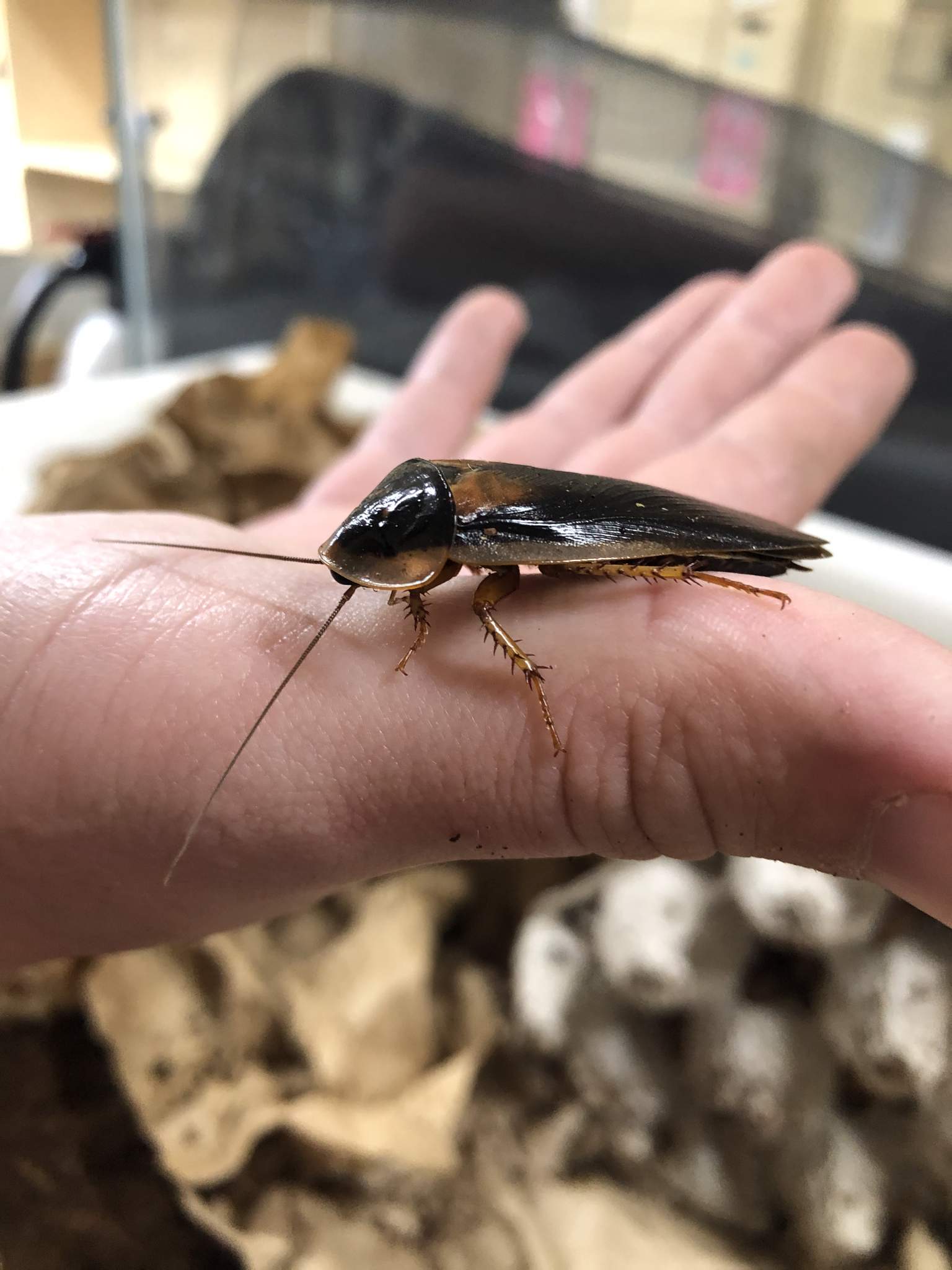 ‘Cry Me a Cockroach’ event brings in over $45K in donations for San ...